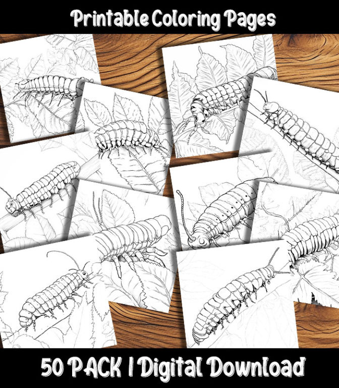 Centipede Coloring Pages Digital 50 Pack | Happy Colorist